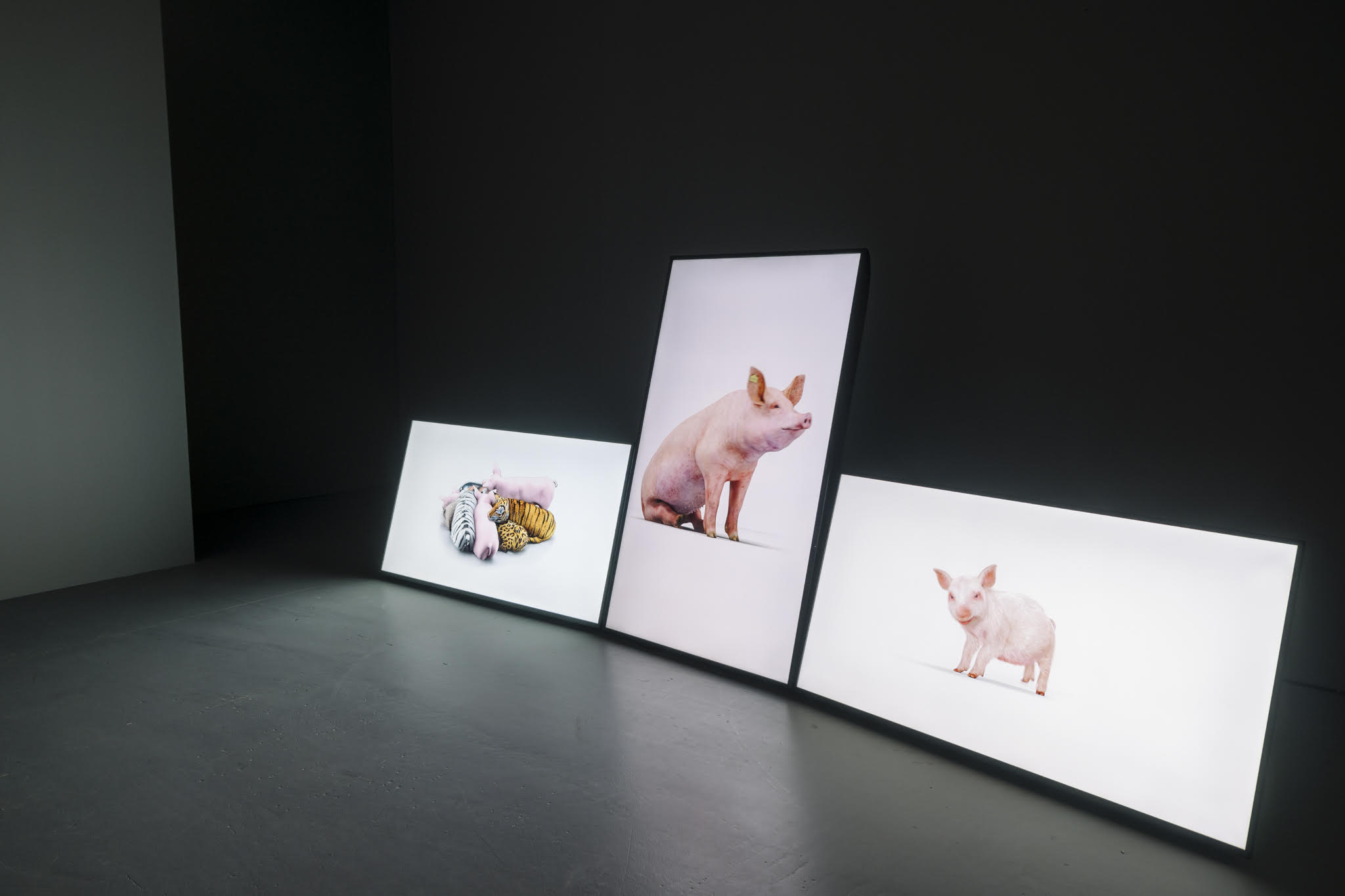 Heather Dewey-Hagborg | Future pigs, plural